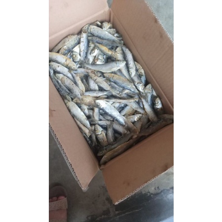 Jual ikan asin rebus tanjan besar khas lampung 500 g | Shopee Indonesia