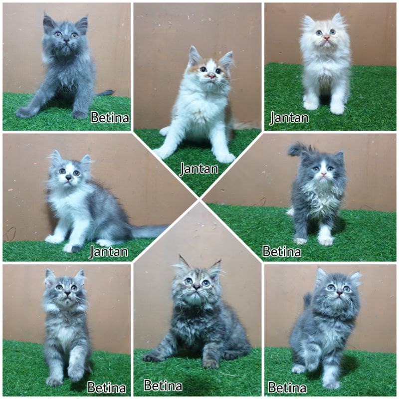 Jual Jual Anakan Kucing Kitten Persia 2.5 bulan Jantan betina flstnose ...