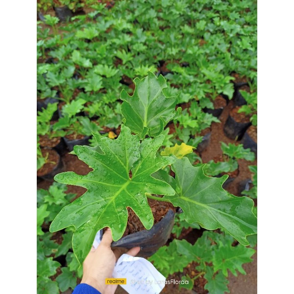 Jual (BISA COD) Tanaman Hias Monstera Jari philo selloum tanaman indoor ...