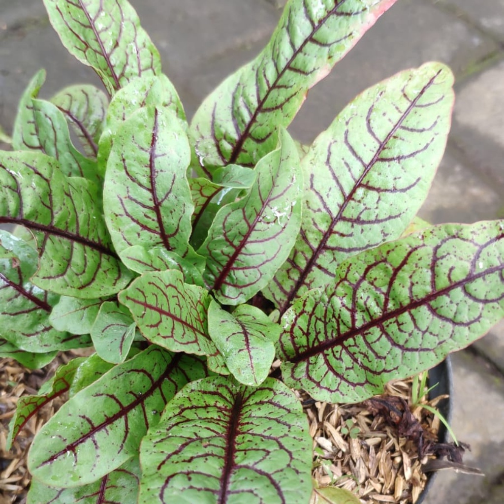 Jual Tanaman Red Sorrel ( Sorrel Red Veined ) | Shopee Indonesia