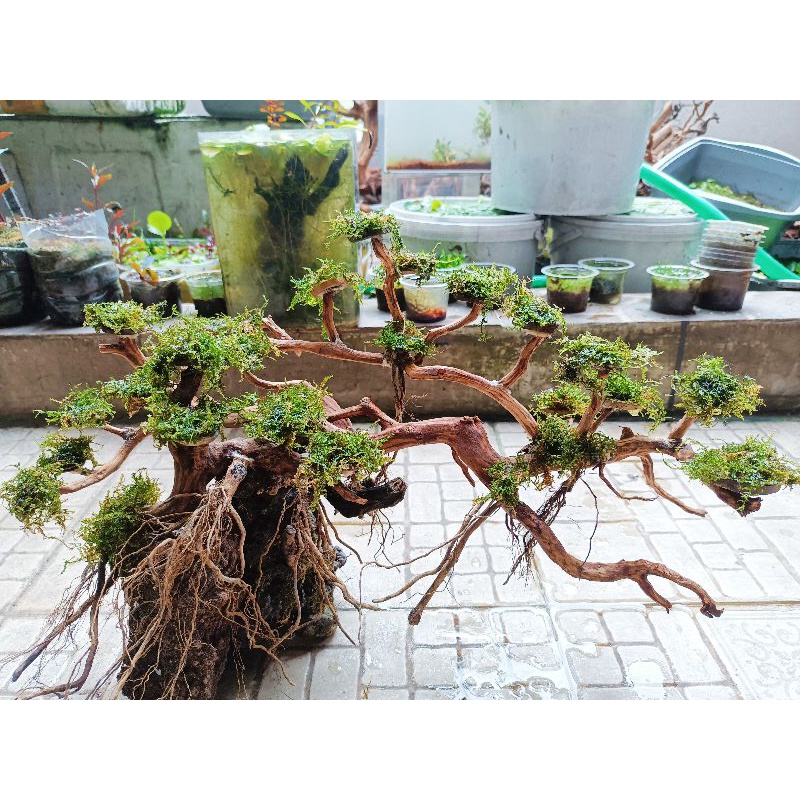 Jual Kayu bonsai rakitan hardscape aquarium aquascape gex 450 bisa request bentuk | Shopee Indonesia