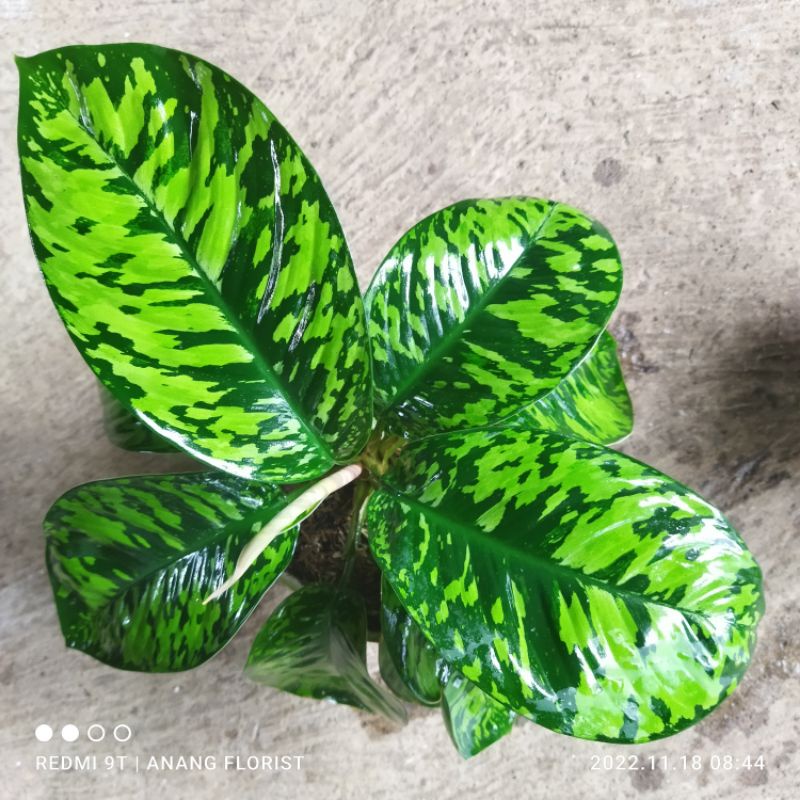 Jual homalomena army tanaman hias | Shopee Indonesia
