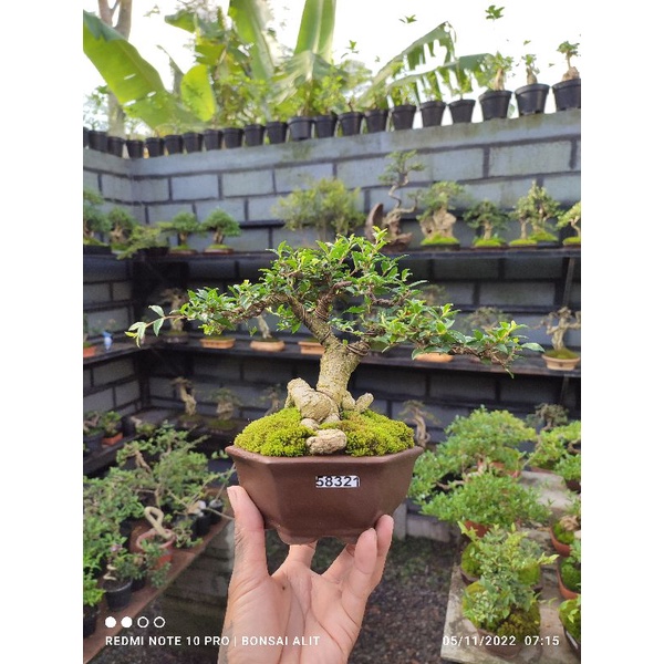 Jual bonsai sakura micro | Shopee Indonesia