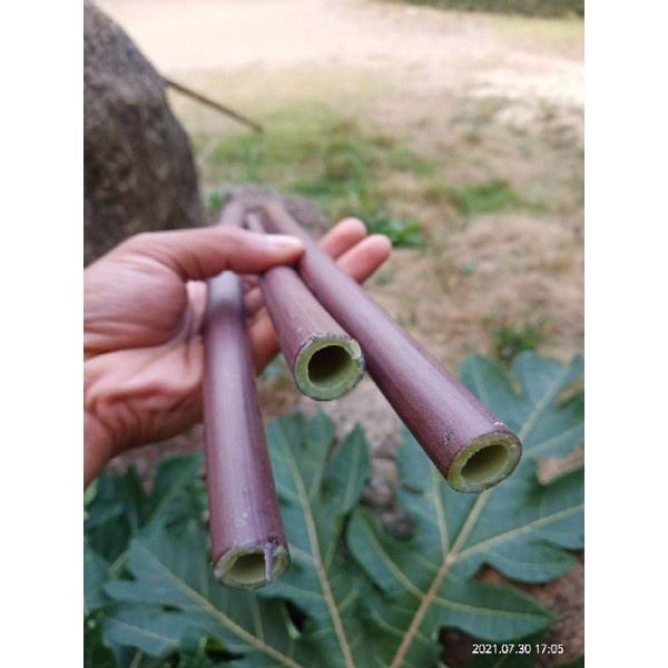 Jual new Batang Pepaya Merah 500gram | Shopee Indonesia