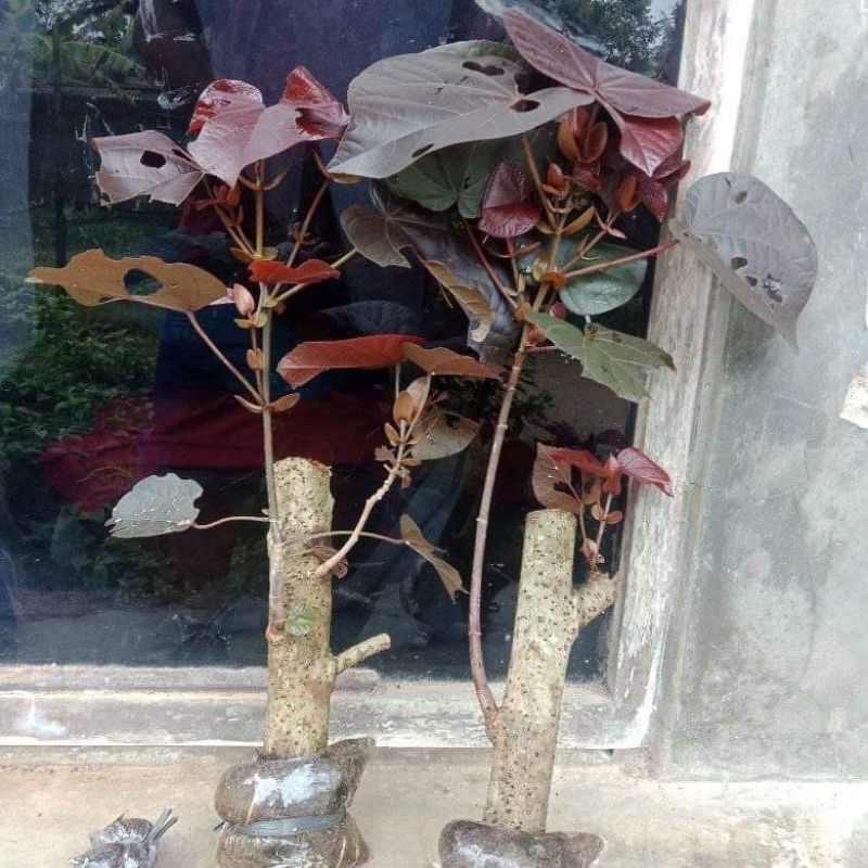 Jual Waru merah super red jumbo | Shopee Indonesia