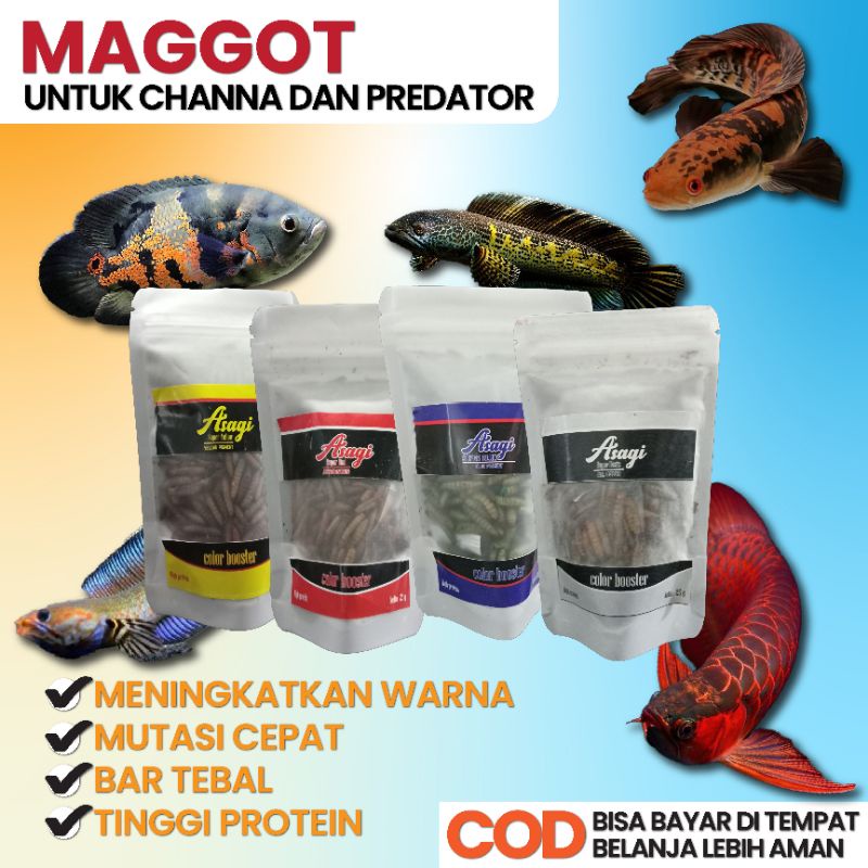 Jual Maggot Carophyll 25g Color Booster Blue Red Yellow Pigment Asagi ...