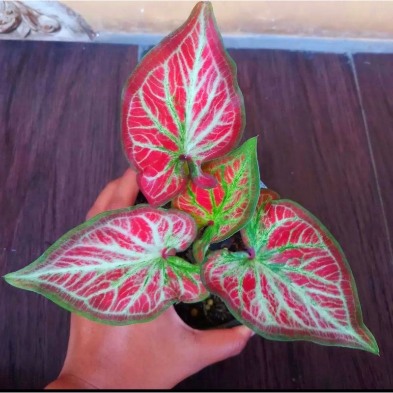 Jual Caladium rich of thai 1-3 Daun Tanaman Keladi Hias Murah Impor ...