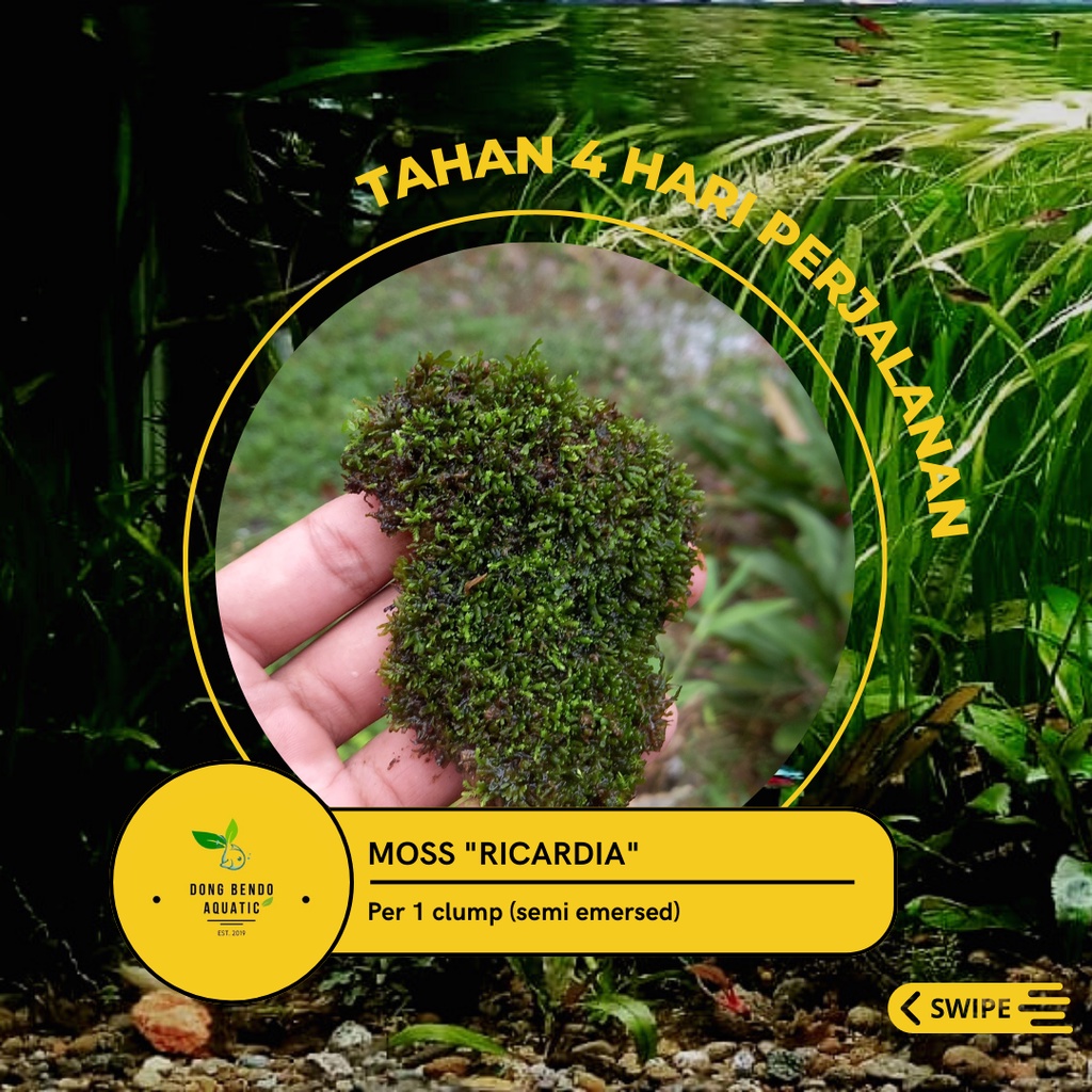 Jual Moss Ricardia clump uk 10 x 5 cm/ Moss aquascape / Moss paludarium ...