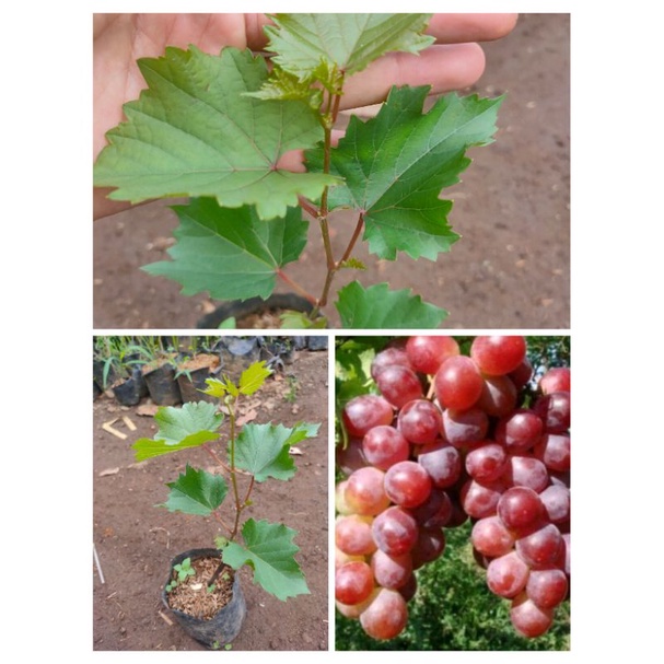 Jual KWALITAS TERBAIK bibit tanaman anggur merah red master - pohon ...
