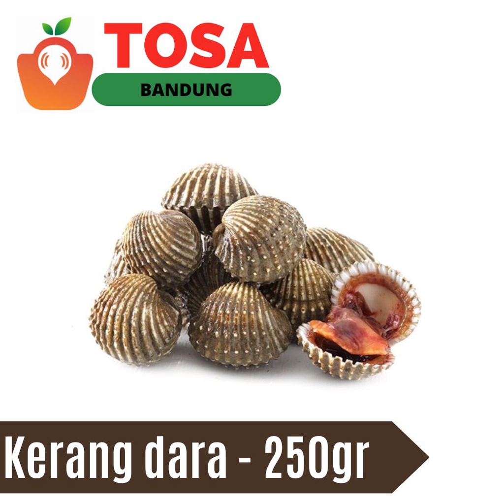 Jual Udang/Cumi/Kerang Hijau/Remis/Kerang Dara/Balakutak/kerang tiram ...