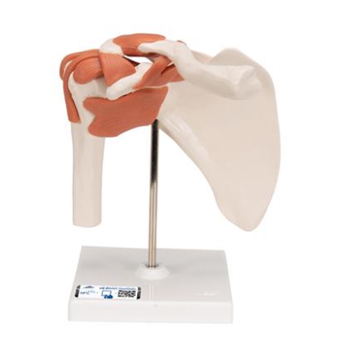 Jual Sendi Bahu Manusia Fungsional - 3B Smart Anatomy | Shopee Indonesia