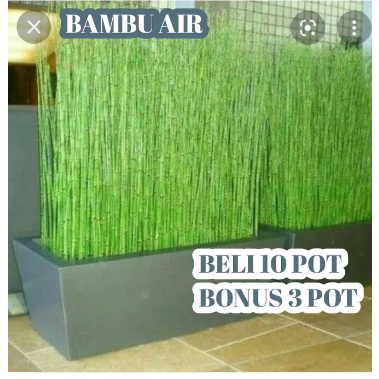Jual Tanaman Hias BAMBU AIR | Tanaman Unik | Shopee Indonesia