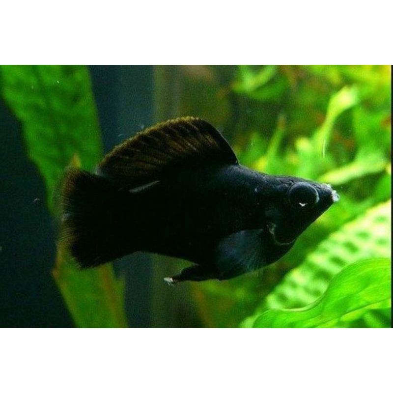 Jual black molly balon roundtail | Shopee Indonesia