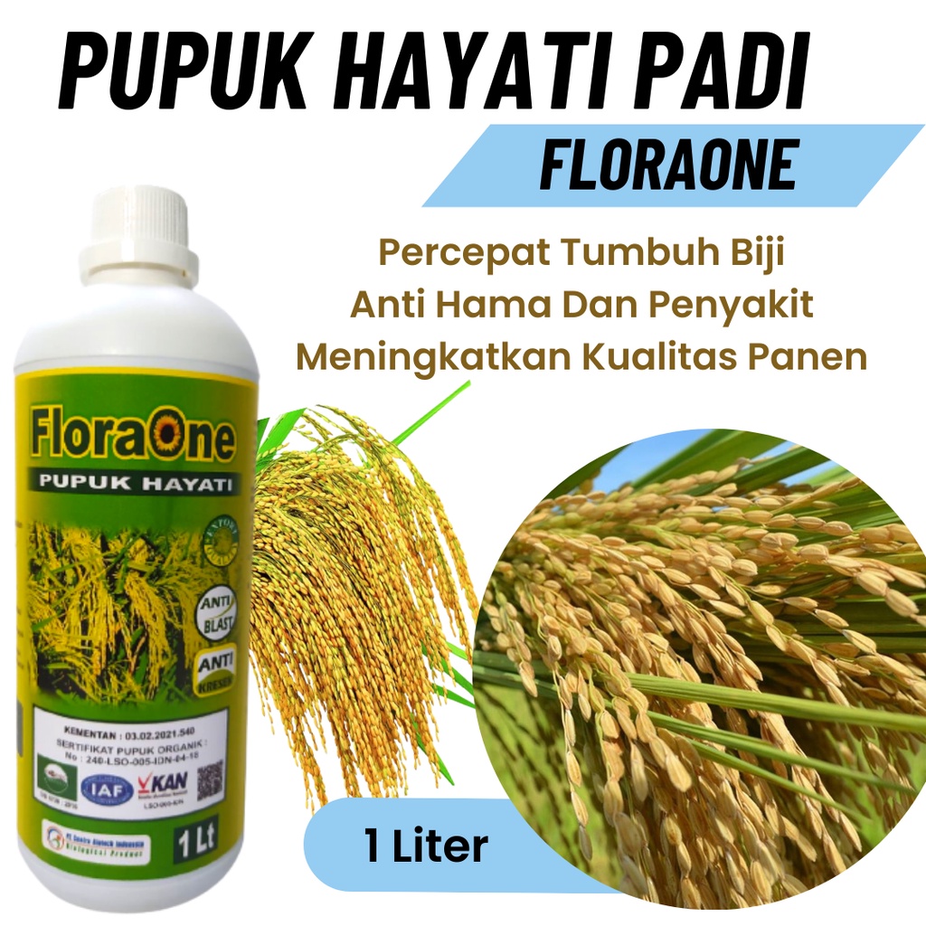 Jual Pupuk Anakan Padi Agar Lebat, Pupuk Penyubur Dan Pelebat Tanaman Padi Anti Kresek Dan Blast ...