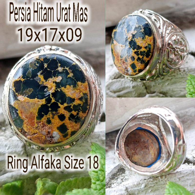 Jual Pirus Persia Hitam Urat Mas | Shopee Indonesia