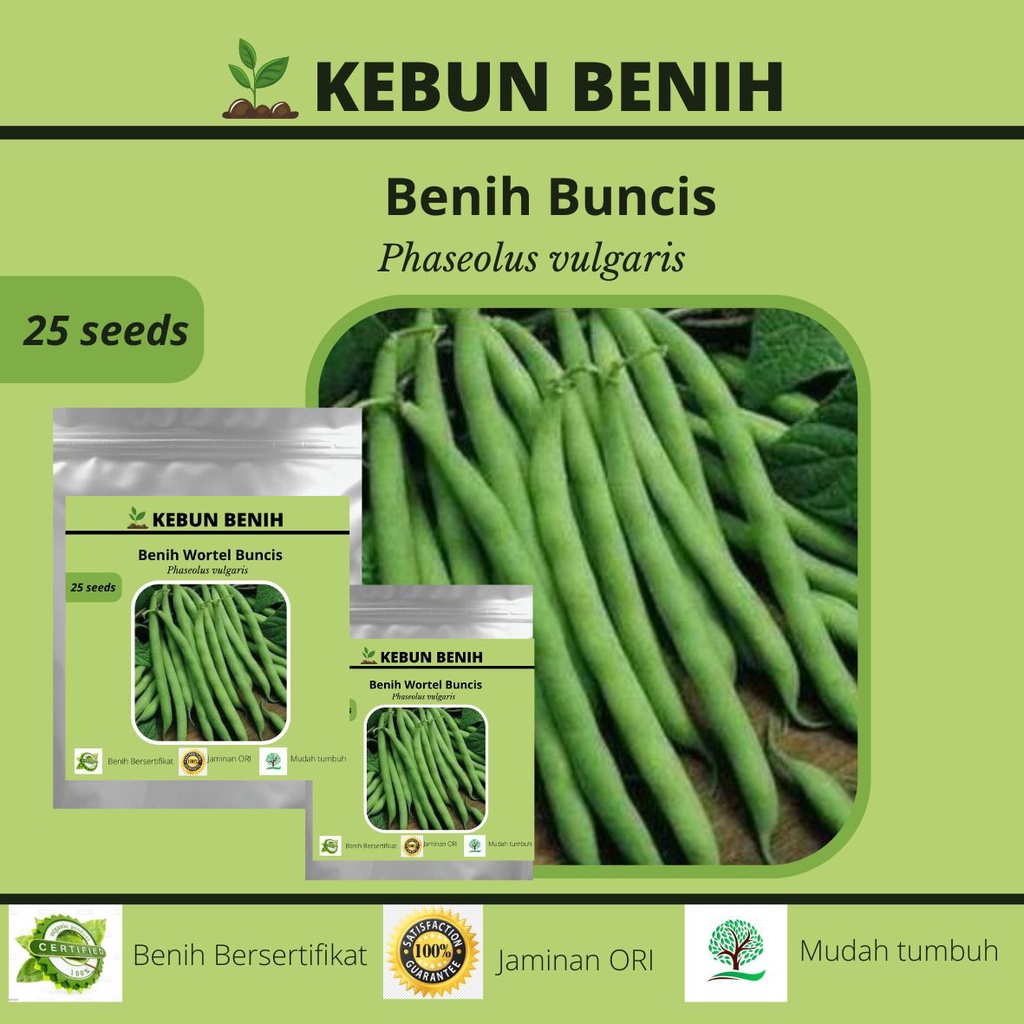 Jual 25 Benih Tanaman Buncis Rambat/ Bneih buncis Hijau Kualitas Unggul ...