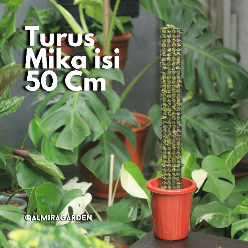 Jual Turus Mika isi 50cm / Turus Lumut / Sphagnum Moss / Tiang ...