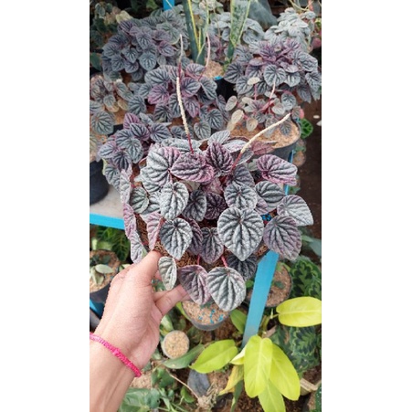 Jual tanaman hias peromia caperata keriput red ruby sumper rimbun ...