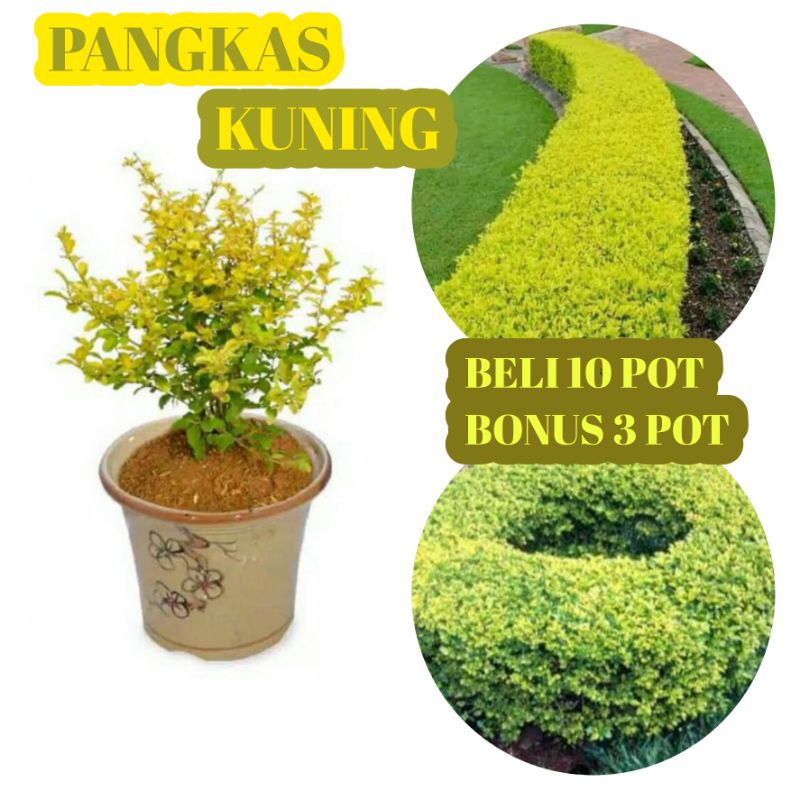 Jual PANGKAS KUNING LEGISTRUM | Shopee Indonesia