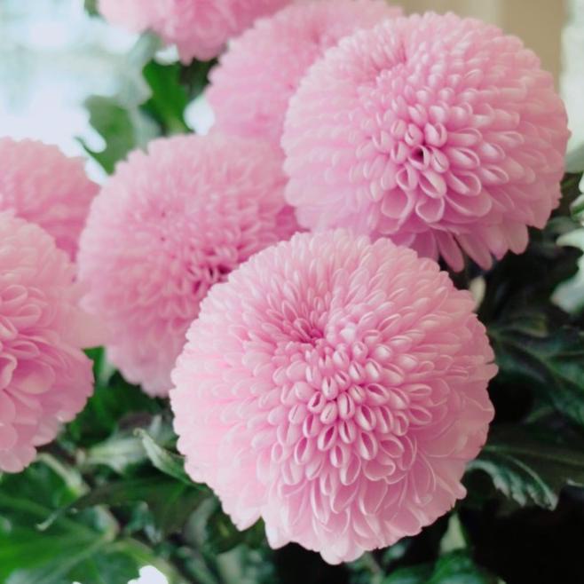 Jual Fresh Cut Pom Flower/Bunga Chrysanthemum Pom Segar isi 10 tangkai ...