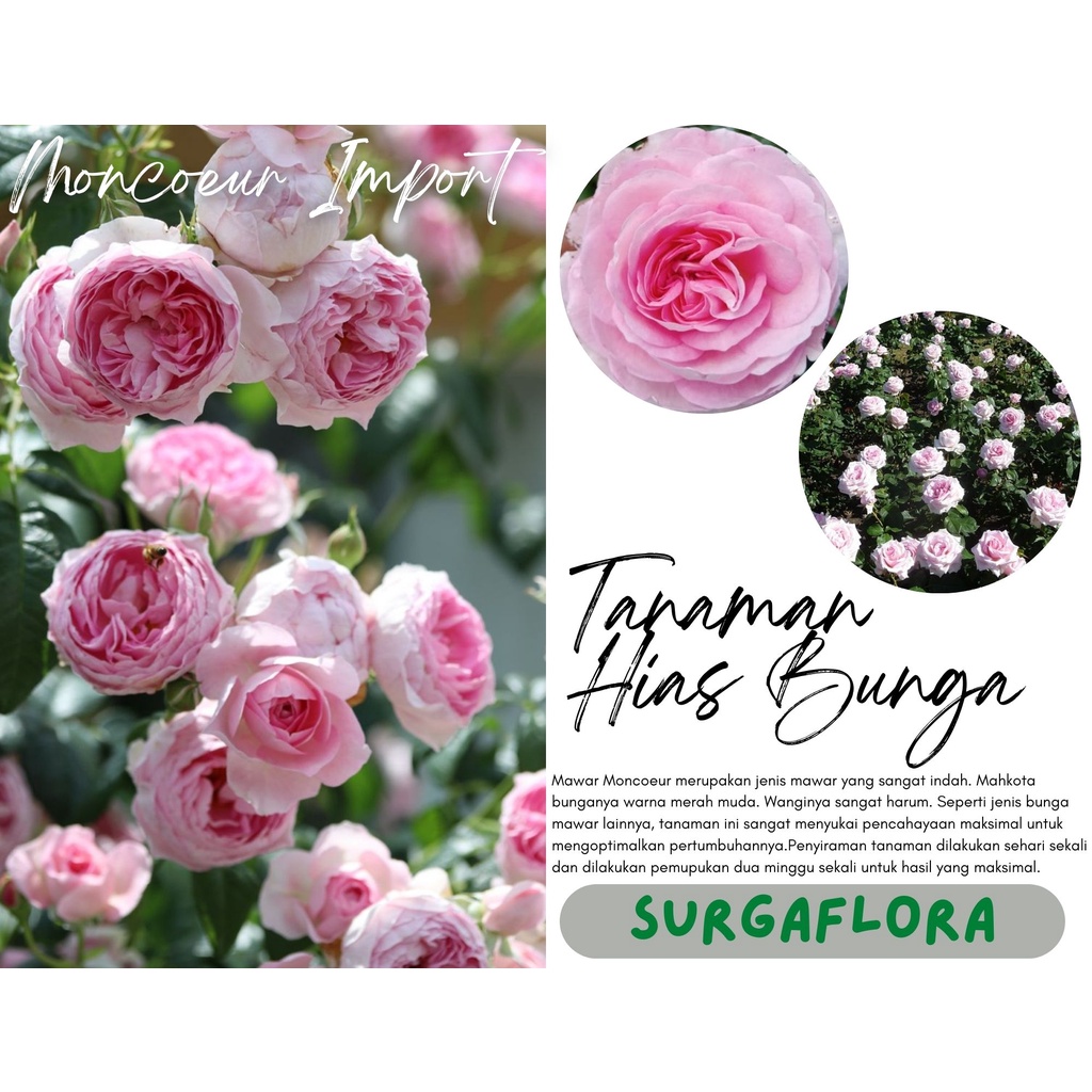 Jual tanaman hias hidup Bunga Mawar Import David Austin MONCOEUR ...