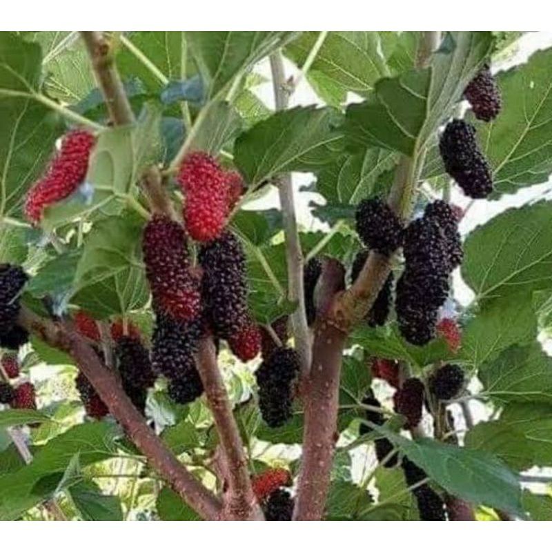 Jual tanaman murbei atau bibit stek murbei arben berbuah manis isi 3 ...