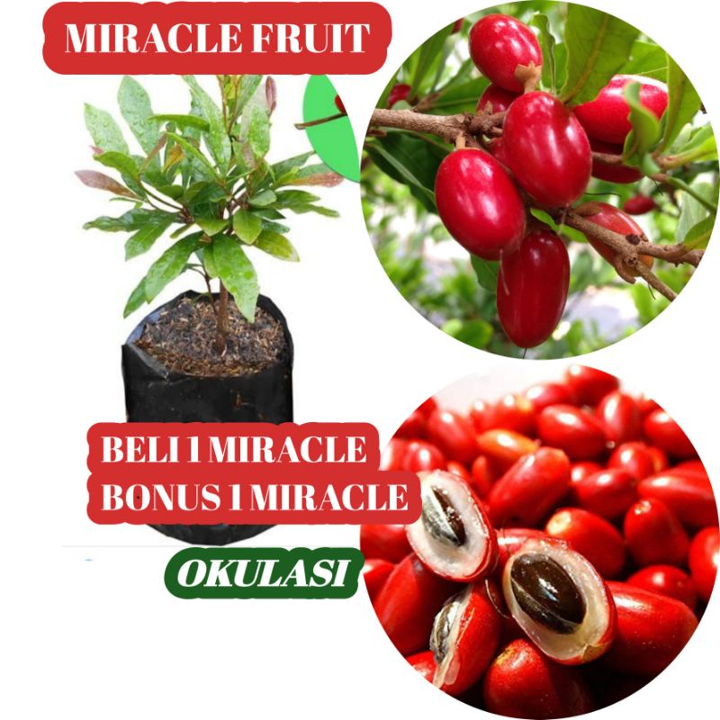 Jual BIBIT MIRACLE FRUIT / BUAH AJAIB | Shopee Indonesia