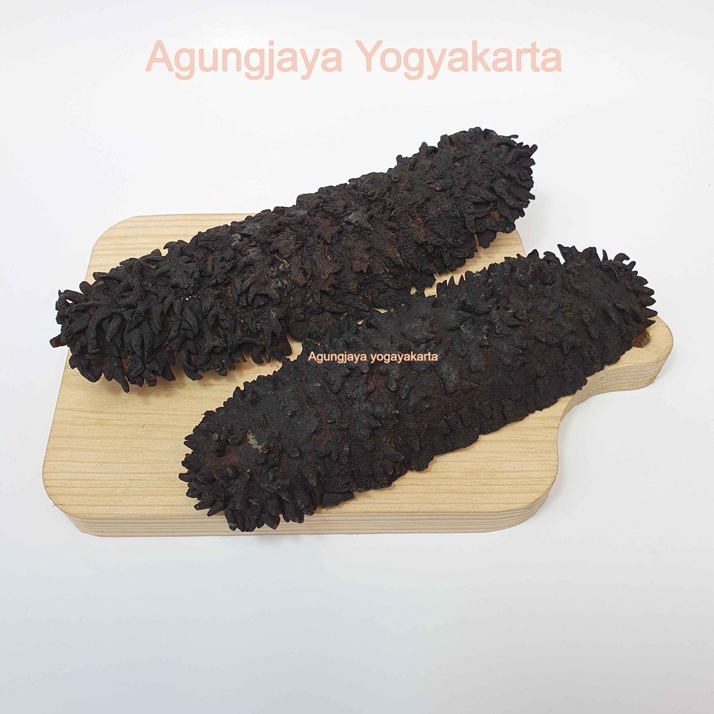 Jual Teripang Nanas / Timun Laut / Sea Cucumber / Haisom ( export ...
