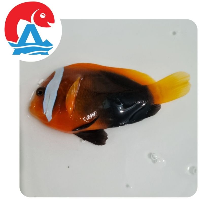 Jual Ikan Hias Laut Tompel Strip | Shopee Indonesia Jual Ikan Hias Laut Tompel Strip | Shopee Indonesia