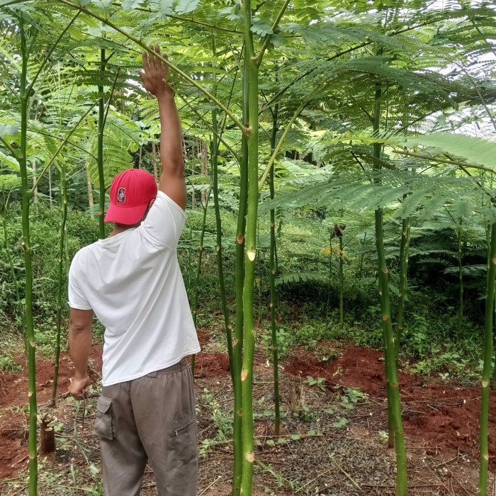 Jual Pohon parahyba pakis Brazil / Solobium tinggi 2 meter | Shopee ...