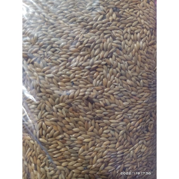 Jual Padi Mas - Biji Kenari Reapack 500gr | Shopee Indonesia