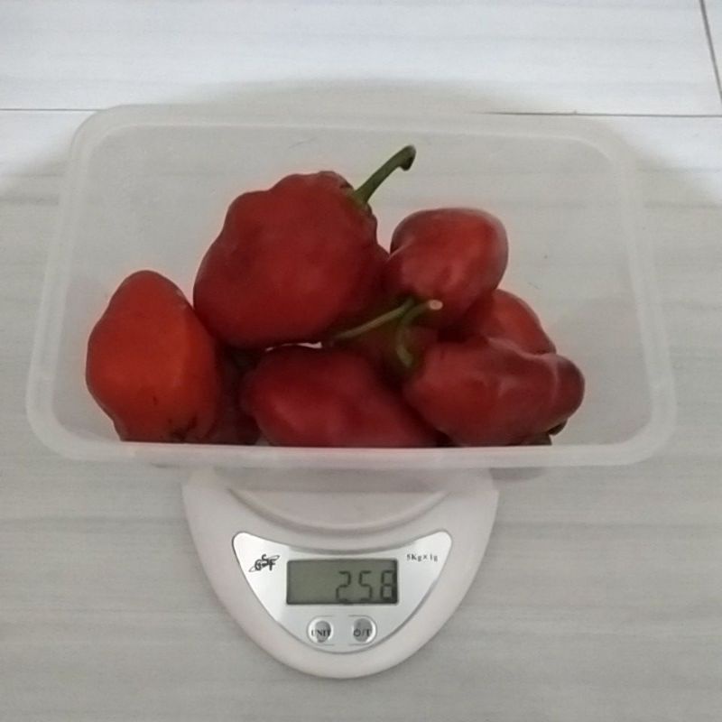 Jual Cabai Gendot / Lombok Terong 250gr, 500gr, 1Kg | Shopee Indonesia