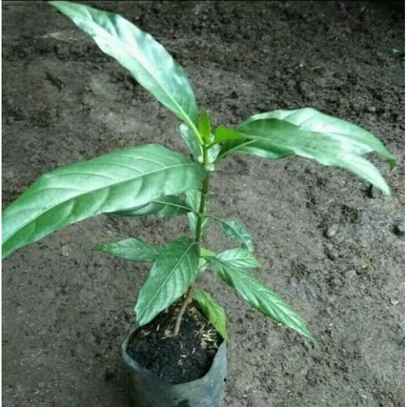 Jual KWALITAS TERBAIK Bibit Tanaman Buah Mengkudu - Pohon Mengkudu ... Jual KWALITAS TERBAIK Bibit Tanaman Buah Mengkudu - Pohon Mengkudu ...