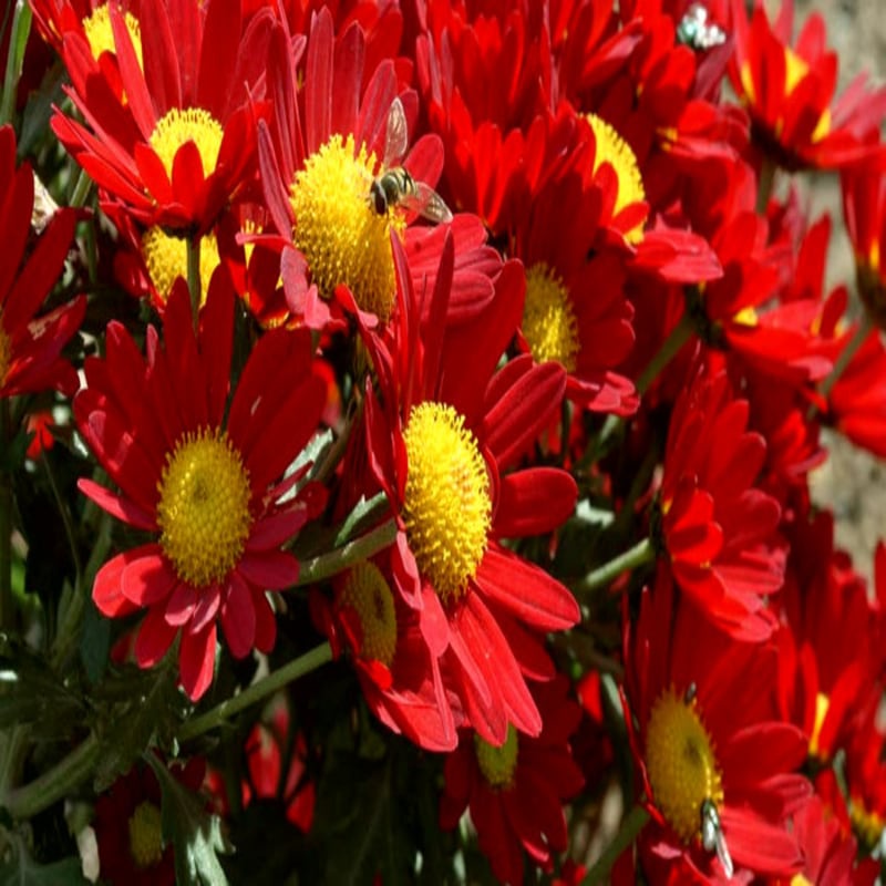 Jual Tanaman Indoor - Krisan Merah / Red Chrysanthemum Morifolium ...