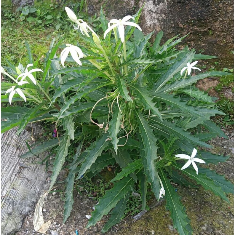 Jual Tanaman kikolod/korejat segar | Shopee Indonesia