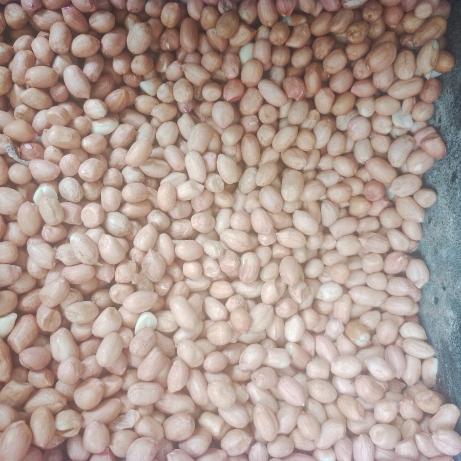 Jual Kacang Tanah besar curah - 500 gram | Shopee Indonesia