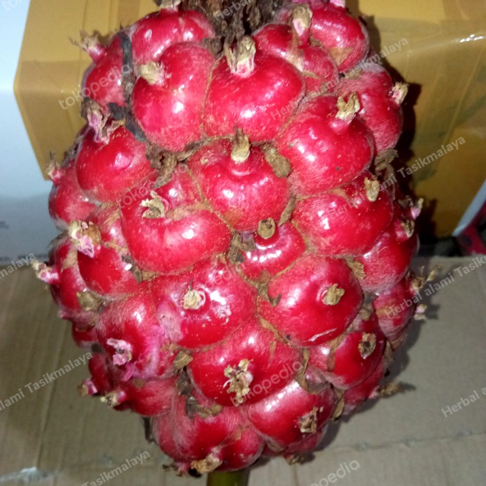 Jual new buah kecombrang honje segar | Shopee Indonesia