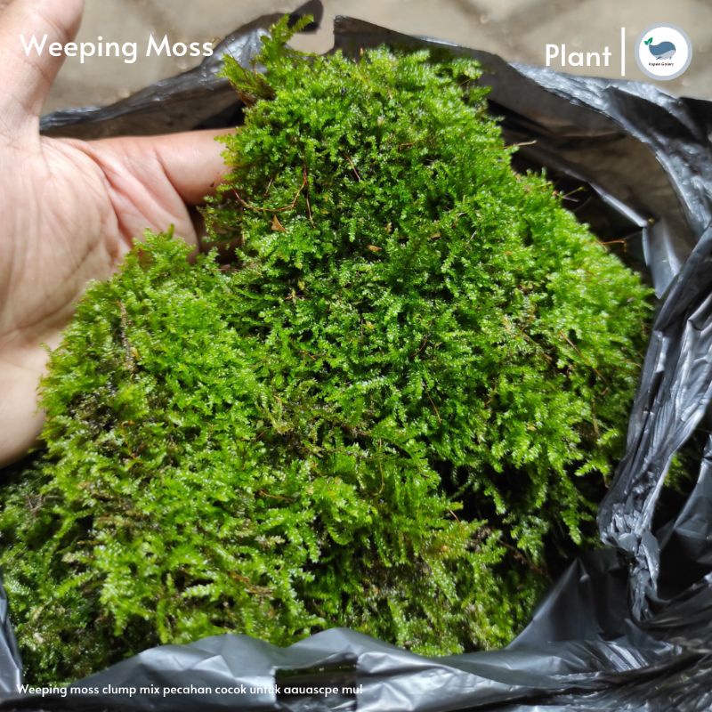 Jual MOSS WEEPING/JAVA MOSS |Tanaman Aquascape | Shopee Indonesia