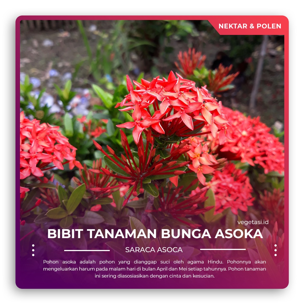 Jual Tanaman Hias Asoka Jambon Varian Warna Bunga | Shopee Indonesia