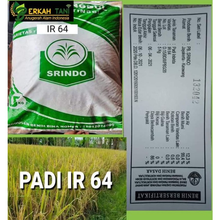 Jual BENIH PADI IR64 LABEL PUTIH (LABEL BARU ADA) | Shopee Indonesia