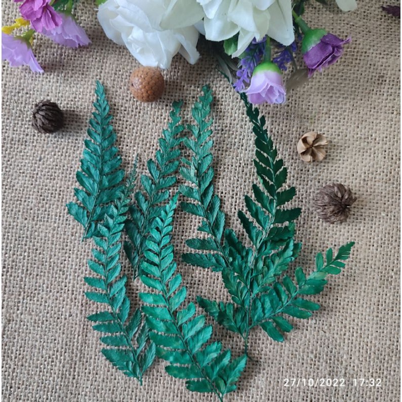 Jual daun pakis kering | Shopee Indonesia