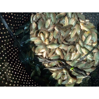 Jual Ikan Betok Terlengkap & Harga Terbaru Oktober 2025 | Shopee Indonesia