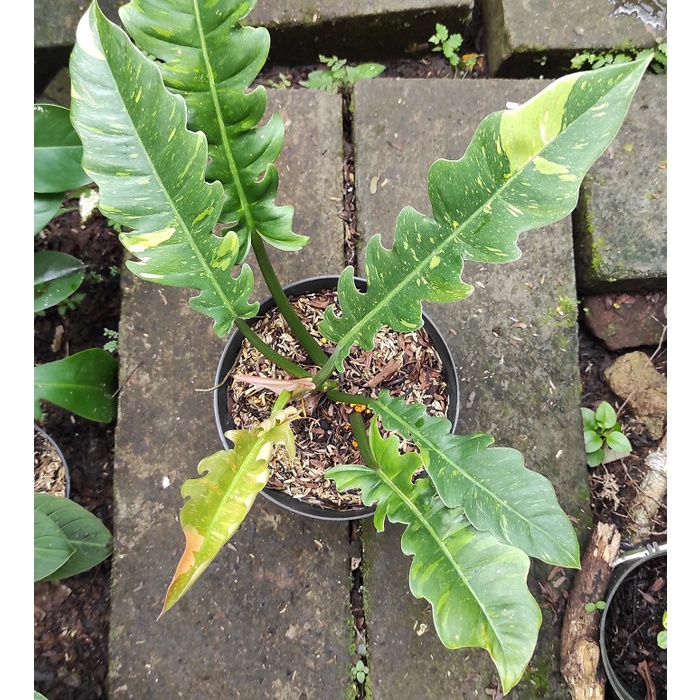 Jual Tanaman Hias Philodendron Ring Of Fire Variegata Kode C / Philo ...