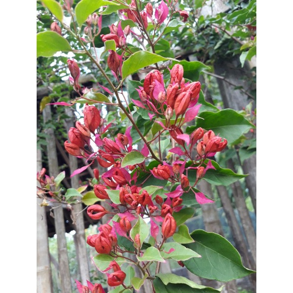 Jual Csb Batang Stek Bougenville Import 3 Batang Shopee Indonesia