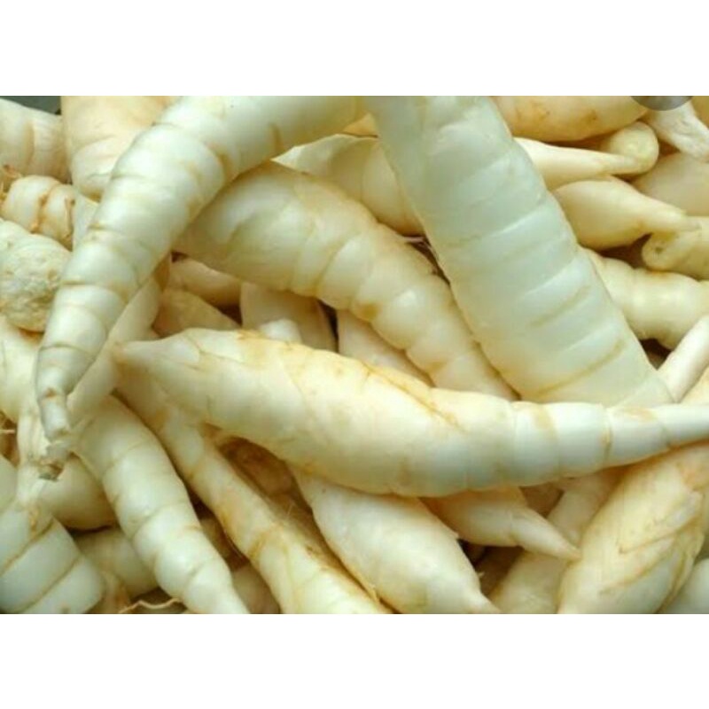 Jual Umbi Garut segar fresh 1 kilogram | Shopee Indonesia