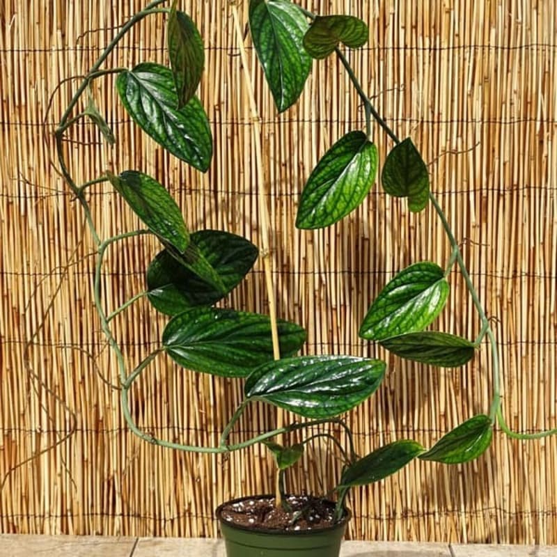 Jual Tanaman Hias Indoor - Monstera Karstenianum Totem | Shopee Indonesia