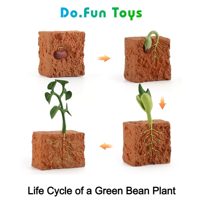 Jual Life Cycle of a Plant / Mainan Edukasi Siklus Pertumbuhan Tanaman ...