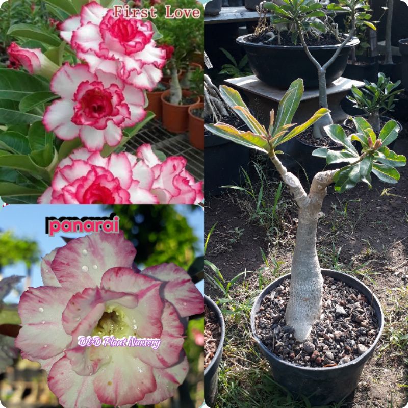 Jual adenium bunga tumpuk (2 wrna) | Shopee Indonesia