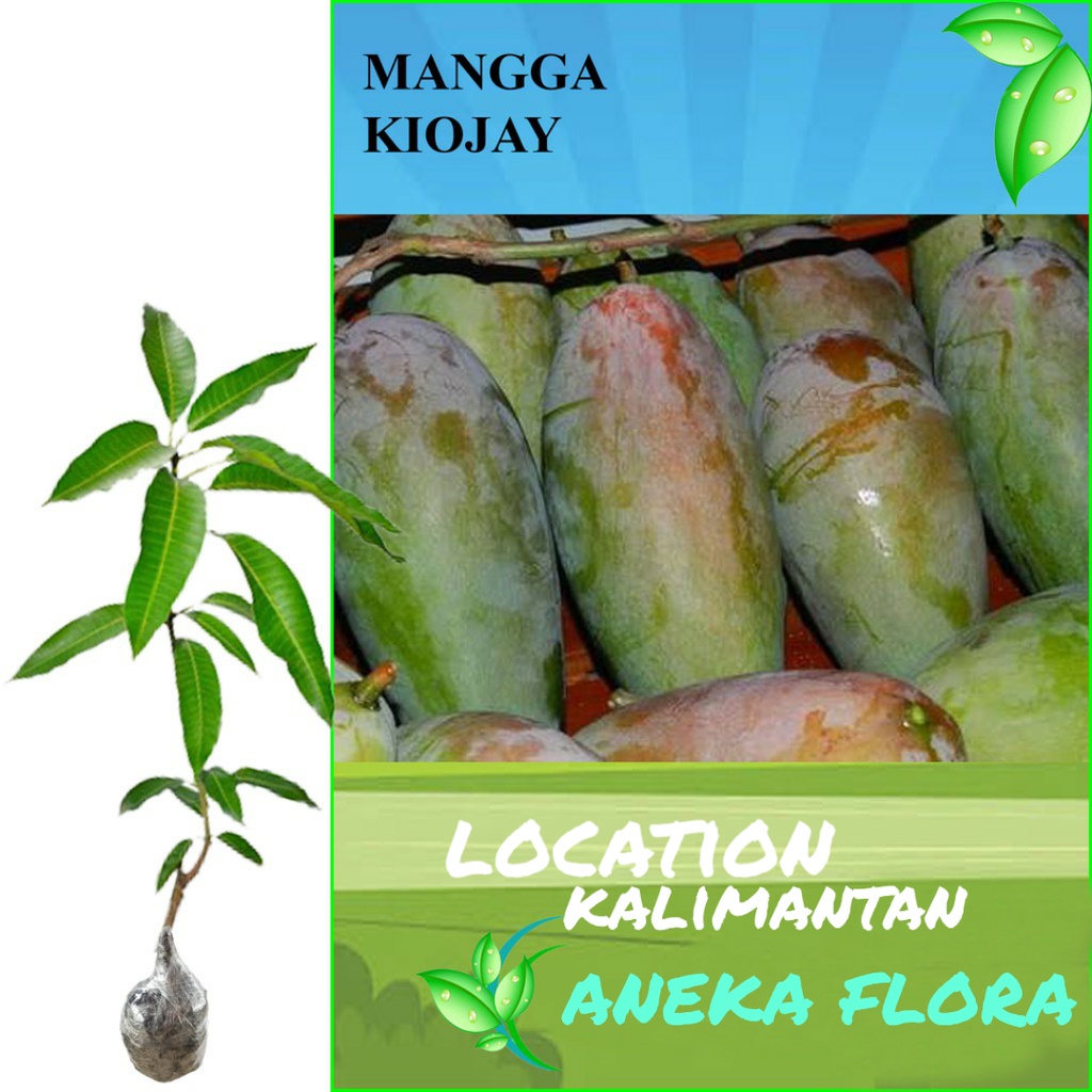 Jual bibit mangga kiojay okulasi | Shopee Indonesia Jual bibit mangga kiojay okulasi | Shopee Indonesia