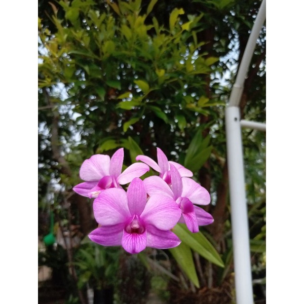 Jual BUNGA ANGGREK DENDROBIUM LARAT | Shopee Indonesia
